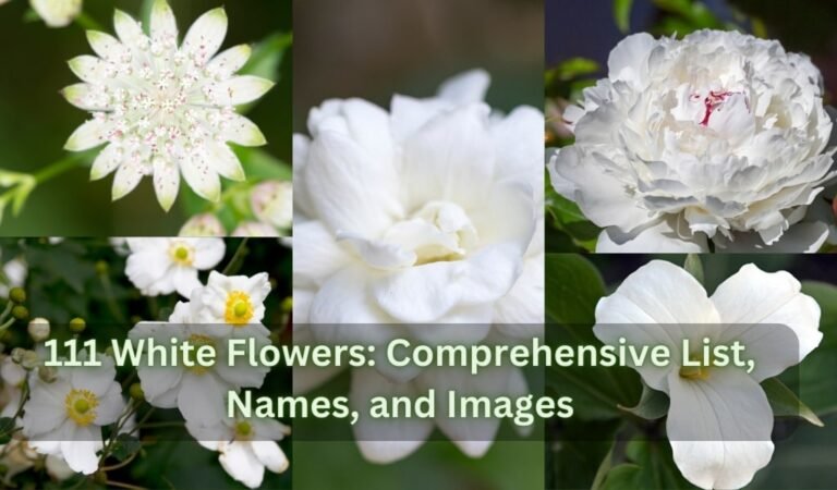 111 White Flowers: Comprehensive List, Names, and Images