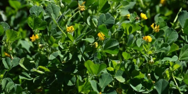 30 Weeds With Yellow Flowers: Are They in Your Garden?