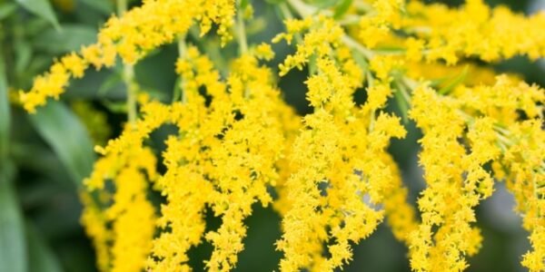 30 Weeds With Yellow Flowers: Are They in Your Garden?
