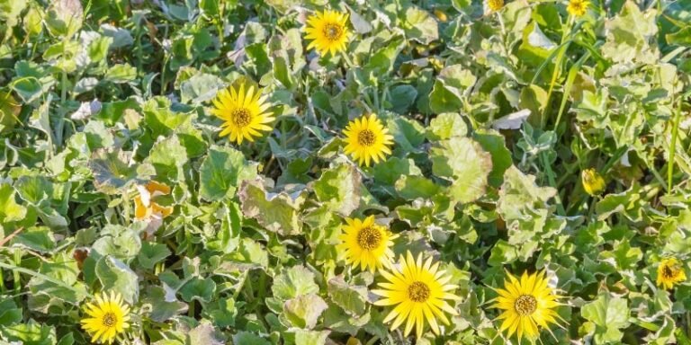 30 Weeds With Yellow Flowers: Are They in Your Garden?