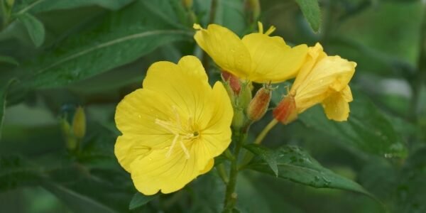 30 Weeds With Yellow Flowers: Are They in Your Garden?