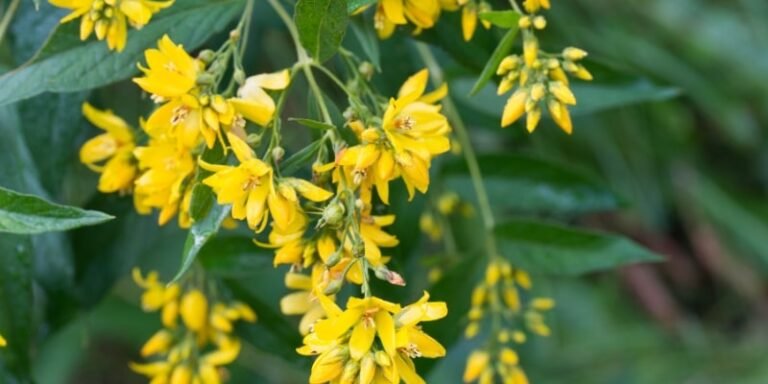 30 Weeds With Yellow Flowers: Are They in Your Garden?