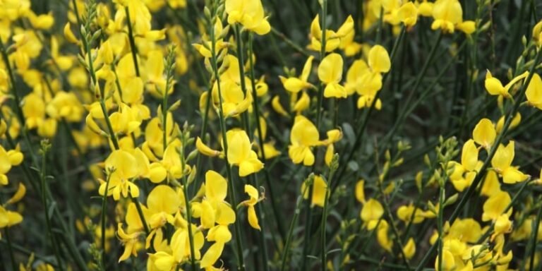 30 Weeds With Yellow Flowers: Are They in Your Garden?