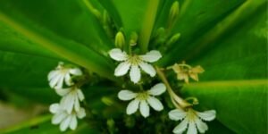111 White Flowers: Comprehensive List, Names, and Images