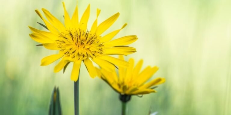 30 Weeds With Yellow Flowers: Are They in Your Garden?