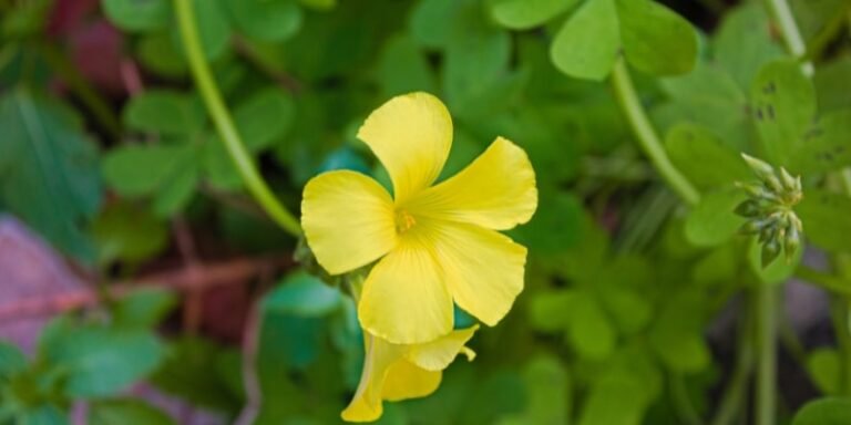 30 Weeds With Yellow Flowers: Are They in Your Garden?