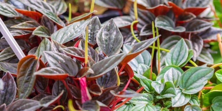 45 Houseplants with Red and Variegated Red Leaves