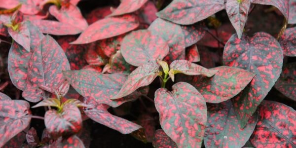 45 Houseplants with Red and Variegated Red Leaves