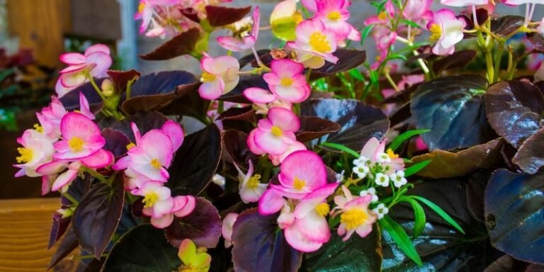 45 Houseplants with Red and Variegated Red Leaves