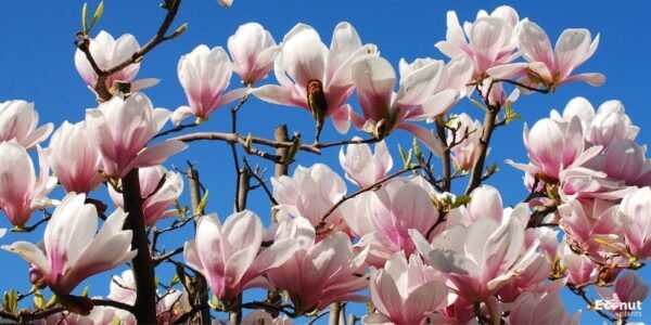 11 Different Varieties of Pink-Flowered Magnolia Trees
