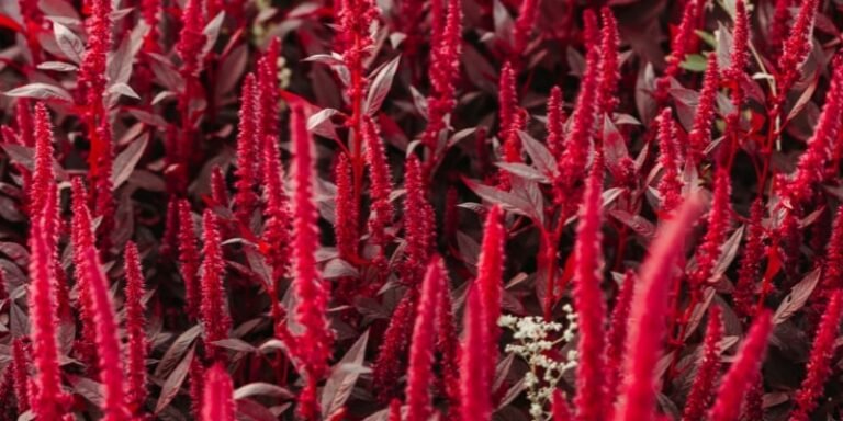 65 Most Gorgeous Red Flowers: Complete List with Names and Images