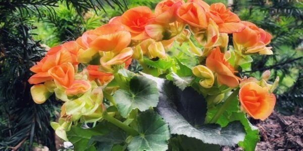 45 Begonias Varieties With names and pictures