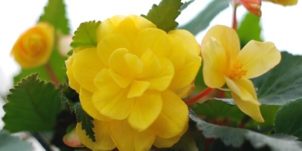 45 Begonias Varieties With names and pictures