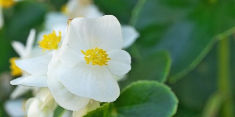 45 Begonias Varieties With names and pictures