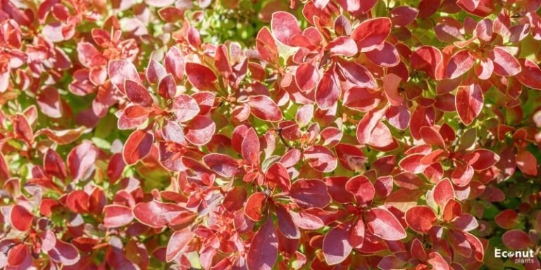 33 Orange-Blooming Shrubs: Names and Images of the Plants