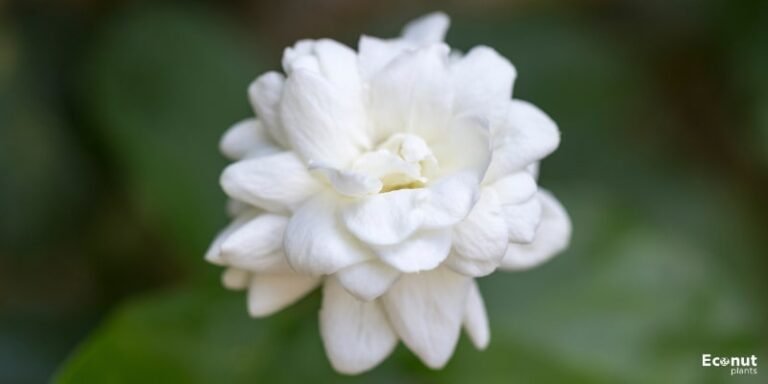 20 Amazing Indoor White-Flowering Houseplants