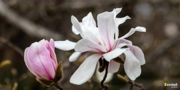11 Different Varieties of Pink-Flowered Magnolia Trees