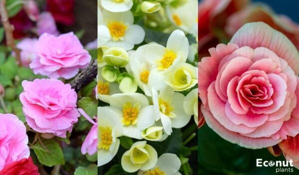 45 Begonias Varieties With names and pictures