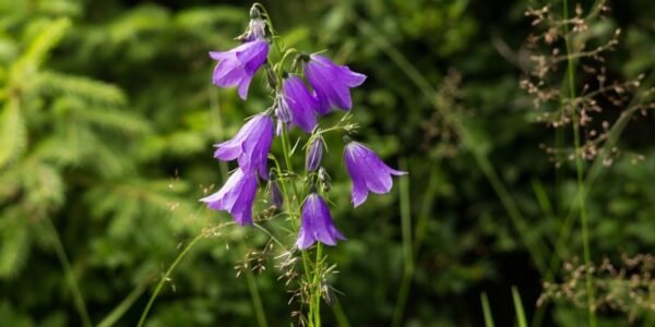 99 Purple Flowers: A Comprehensive List with Names and Images
