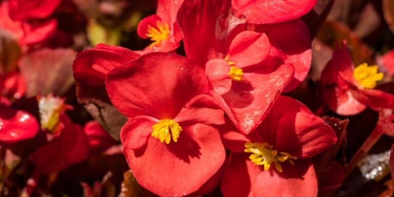 45 Begonias Varieties With names and pictures