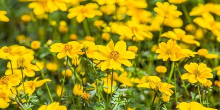 65 Most Beautiful Yellow Flowers with Names and Pictures