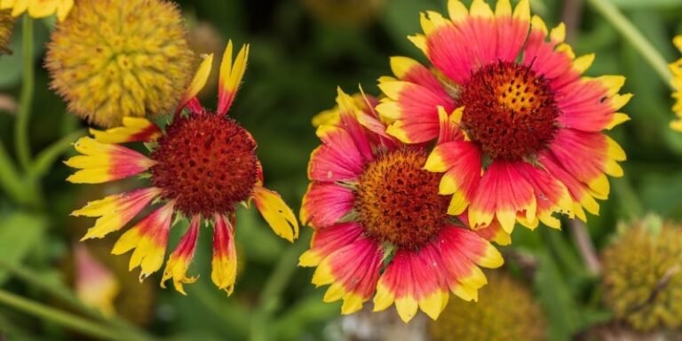 65 Most Gorgeous Red Flowers: Complete List with Names and Images