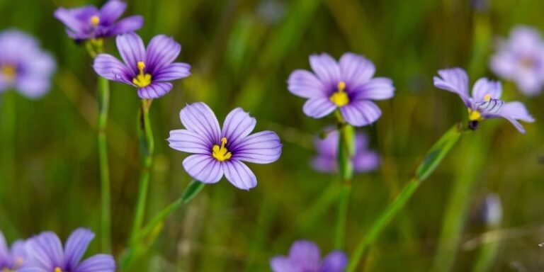 99 Purple Flowers: A Comprehensive List with Names and Images