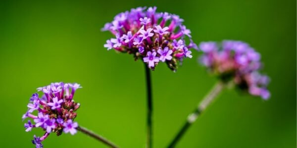 15 Weeds with Purple Flowers: Identification and Images