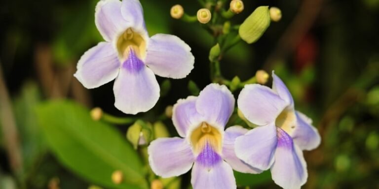 25 Climbing Plants and Vines with Purple Flowers