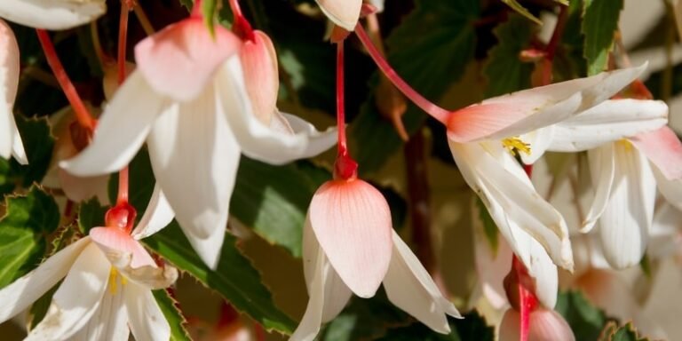 45 Begonias Varieties With names and pictures