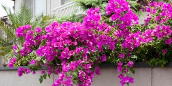 25 Climbing Plants and Vines with Purple Flowers