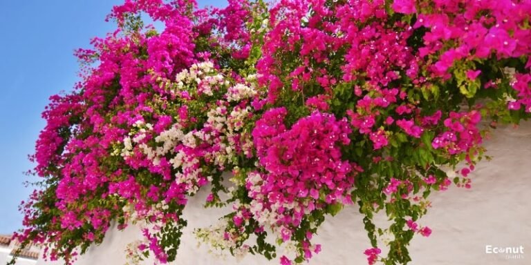 31 Colourful Flowering Vines That Climb Walls and Trellises
