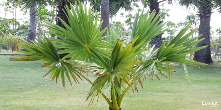 21 Small or Dwarf Palm Trees You Can Grow in Your Garden