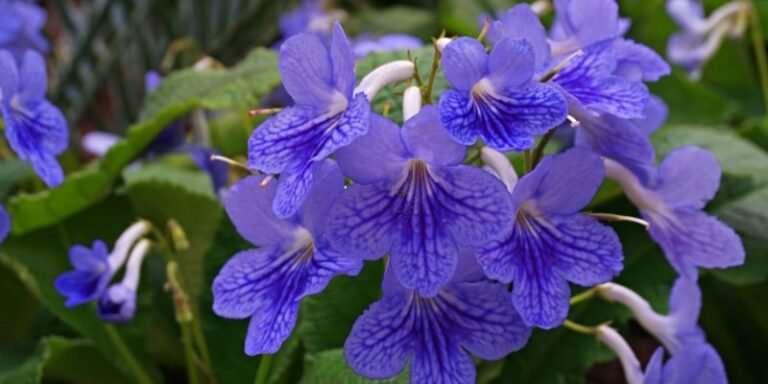 25 Climbing Plants and Vines with Purple Flowers