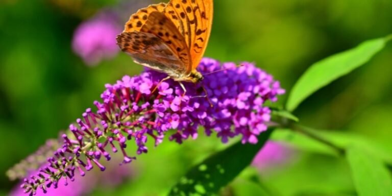 35 Pretty Pink Flowering Shrubs for Your Garden