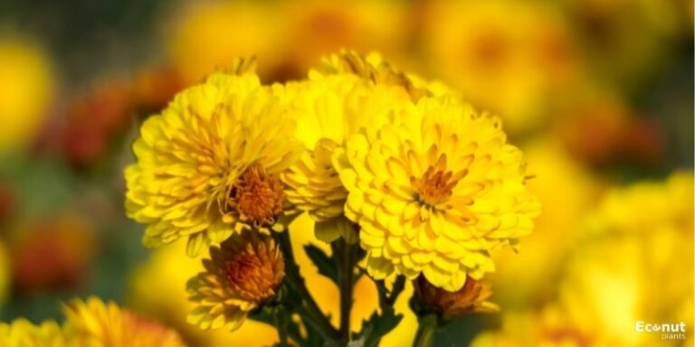 35 Best Perennial Flowers: Names and Images