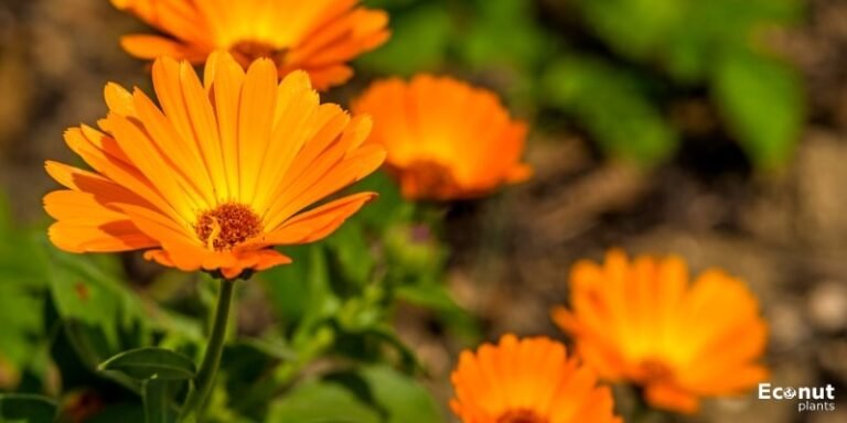 45 Types of Orange Flowers: Complete List with Names and Images