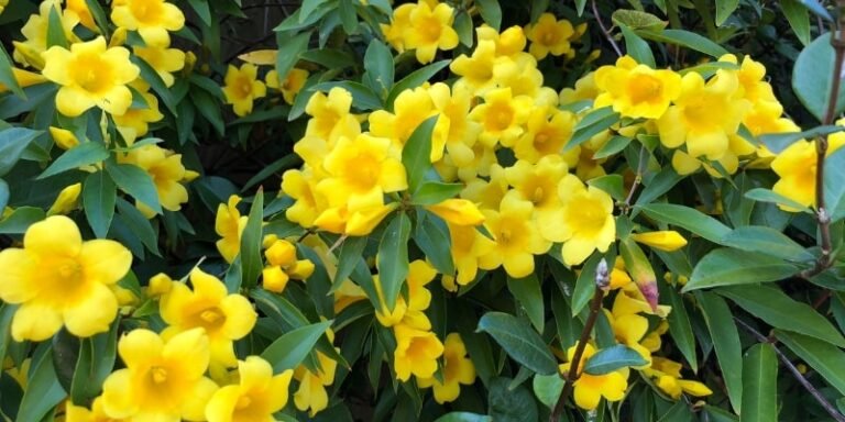 65 Most Beautiful Yellow Flowers with Names and Pictures