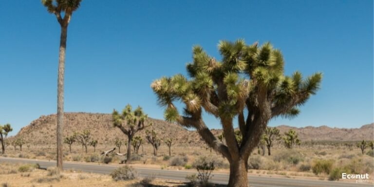 21 Small or Dwarf Palm Trees You Can Grow in Your Garden