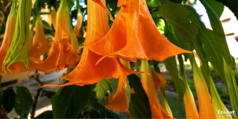 33 Orange-Blooming Shrubs: Names and Images of the Plants