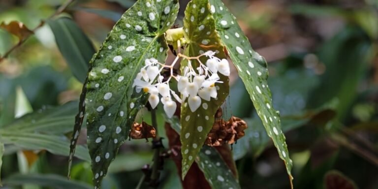 45 Begonias Varieties With names and pictures