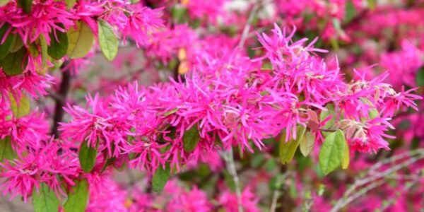 35 Pretty Pink Flowering Shrubs for Your Garden