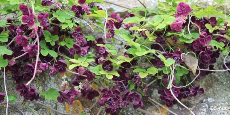 31 Colourful Flowering Vines That Climb Walls and Trellises