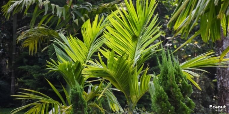 21 Small or Dwarf Palm Trees You Can Grow in Your Garden