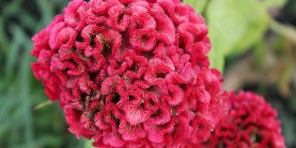 65 Most Gorgeous Red Flowers: Complete List with Names and Images