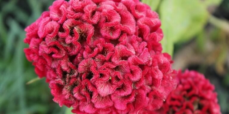 65 Most Gorgeous Red Flowers: Complete List with Names and Images