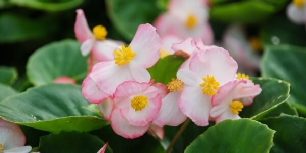 45 Begonias Varieties With names and pictures