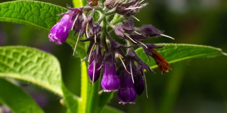 99 Purple Flowers: A Comprehensive List with Names and Images