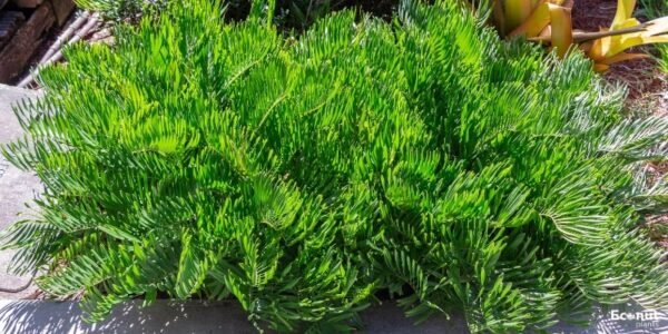 21 Small or Dwarf Palm Trees You Can Grow in Your Garden
