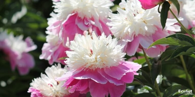 41 Peony Varieties: Peony Cultivars With names and pictures